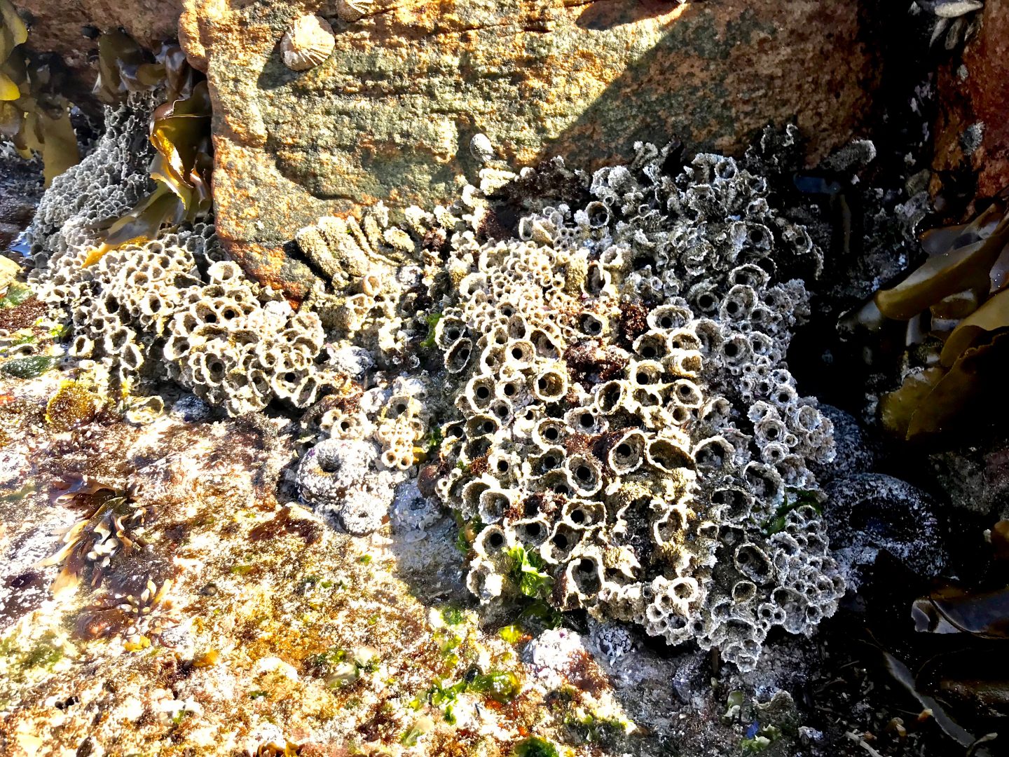 Península del Cabo, naturaleza por sus cuatro costados - Corre Vuela ...